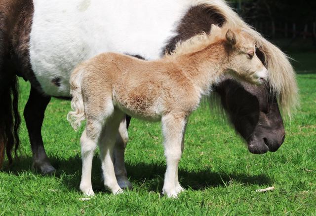 Mini-Shetland Fohlen 2021