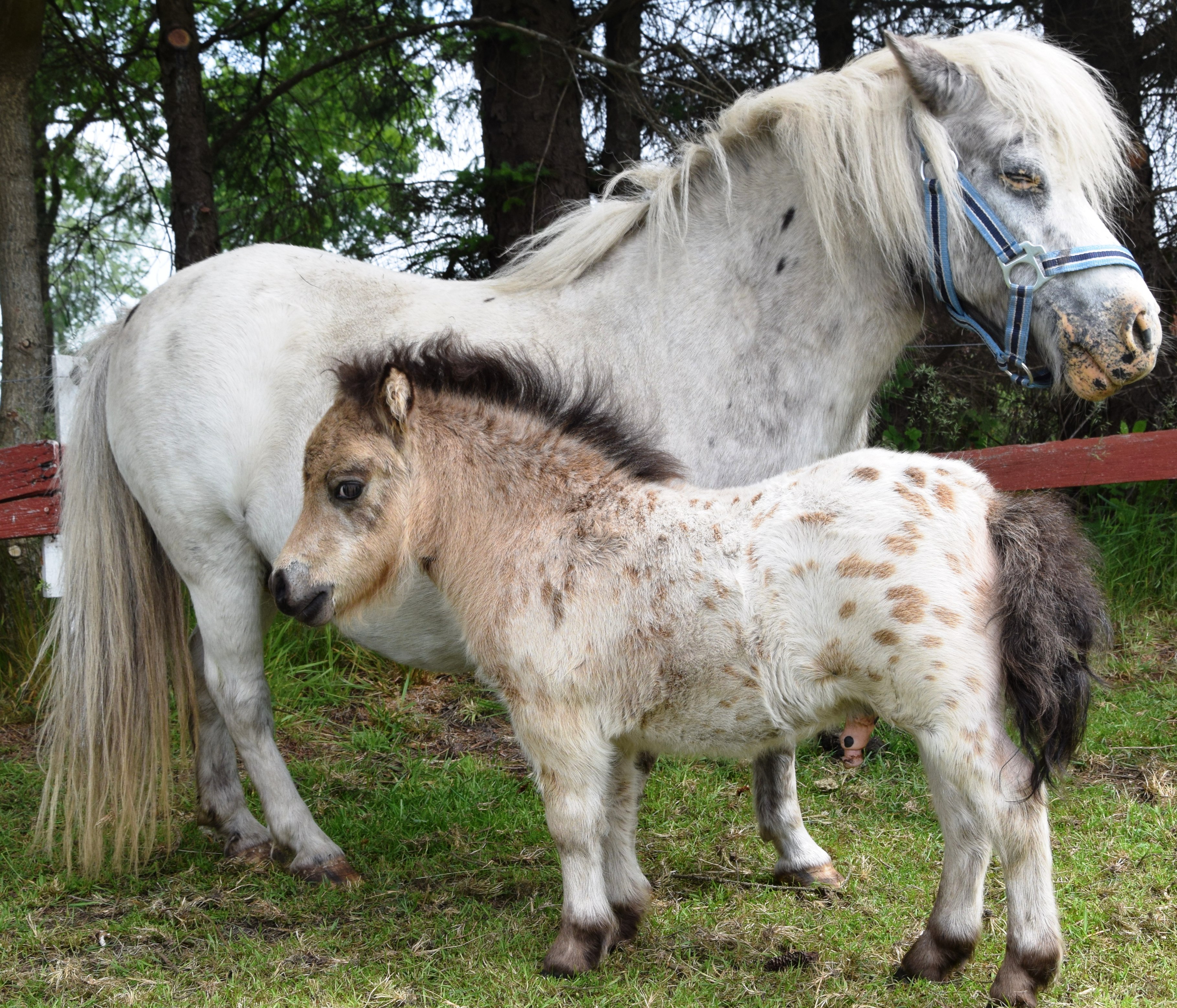 Mini Shetland Fohlen 2020