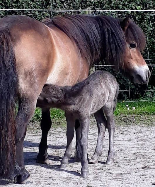 Mini Shetland Fohlen 2020