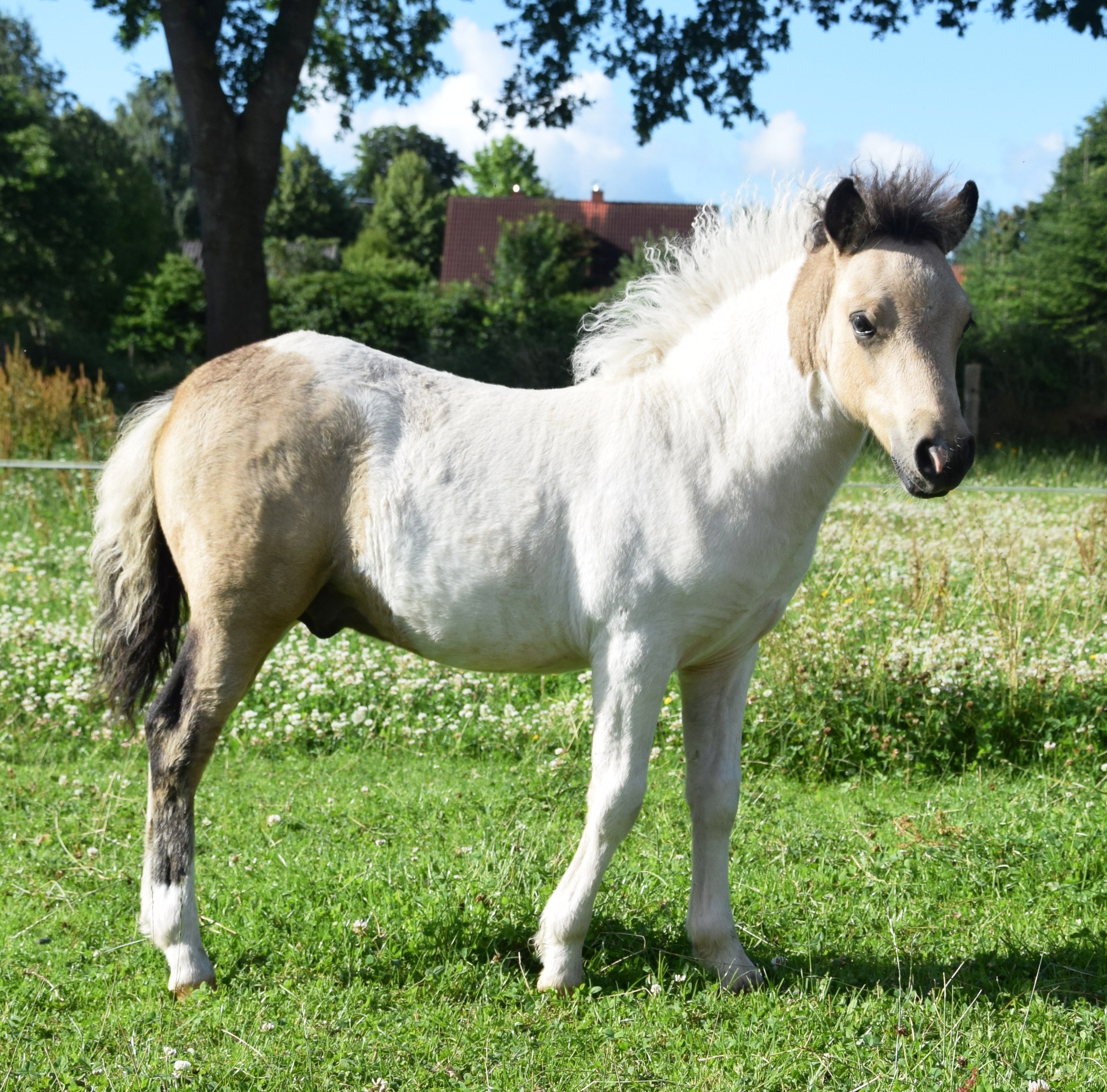 Original Shetland Fohlen 2020