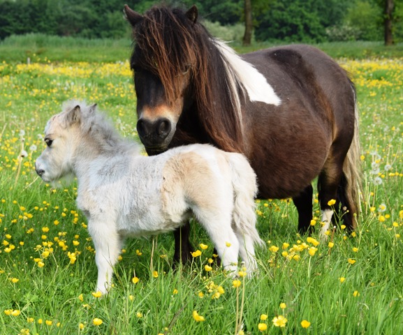 Mini Shetland Fohlen 2018
